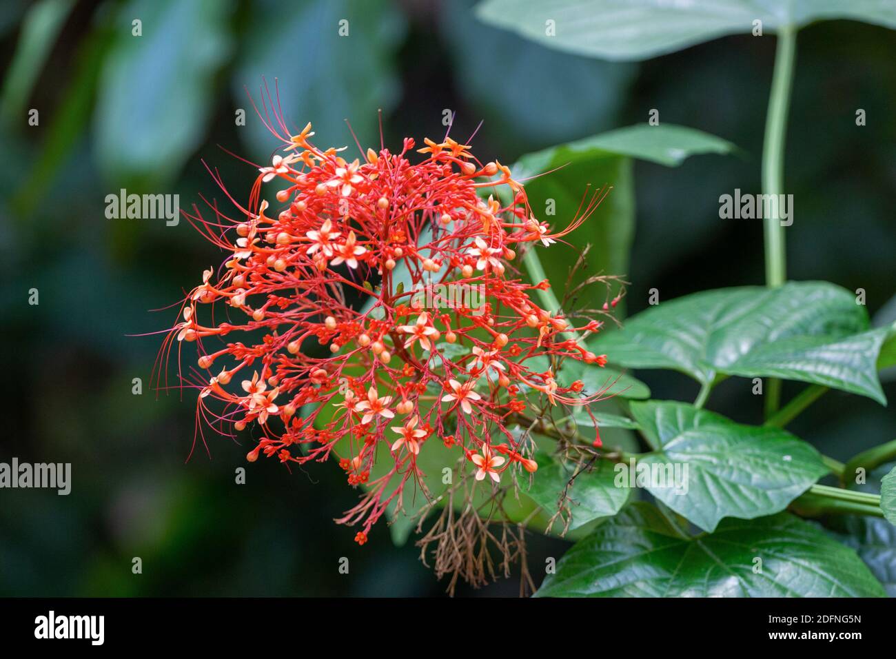 Saraca L plant from India at Burger Zoo,Netherlands Stock Photo - Alamy
