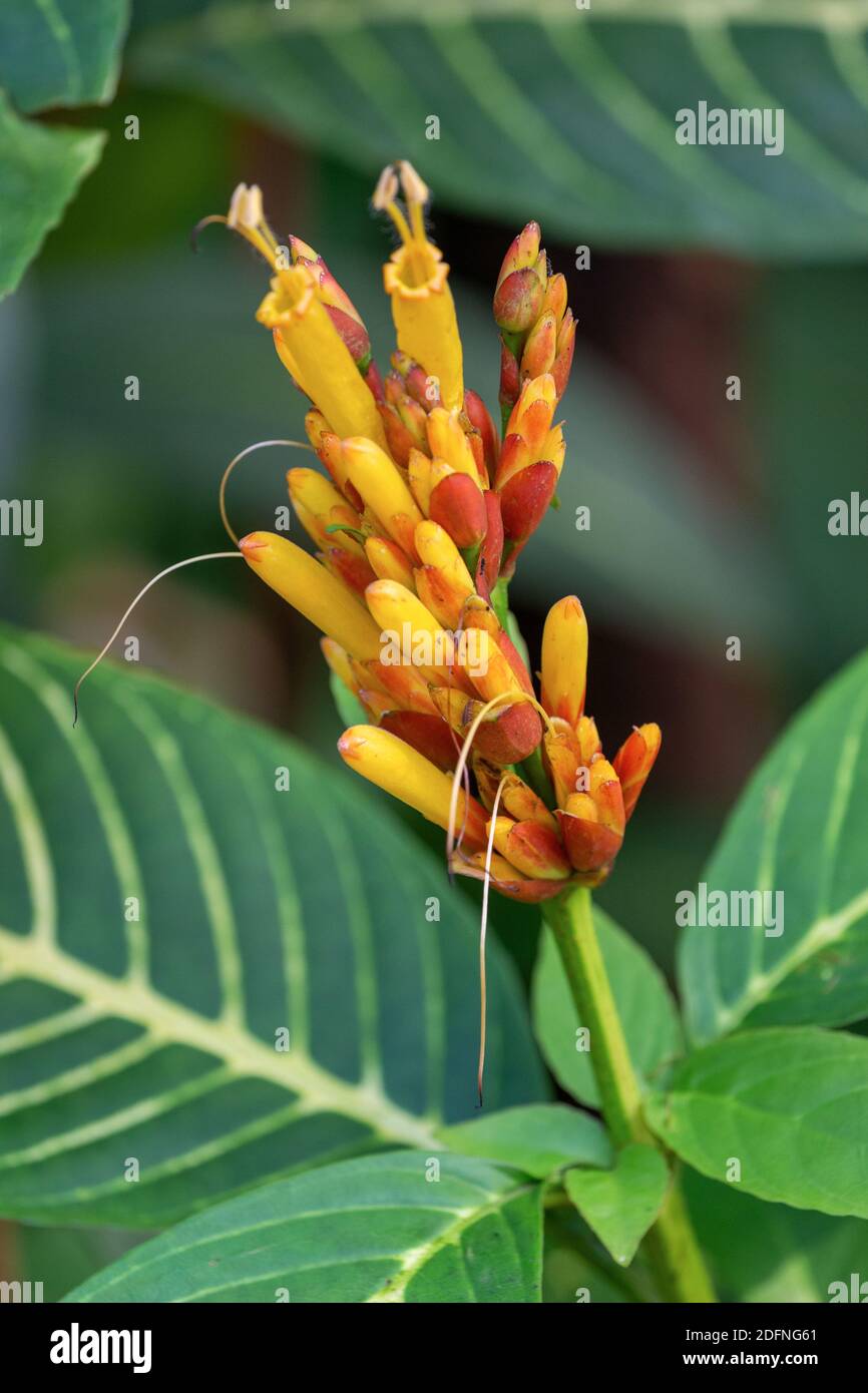Sanchezia plant at Burger Zoo,Netherlands Stock Photo - Alamy