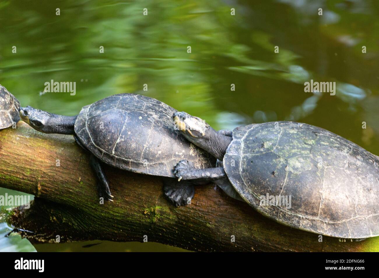 Turtles in tropical forest at Burger Zoo, Netherlands Stock Photo - Alamy