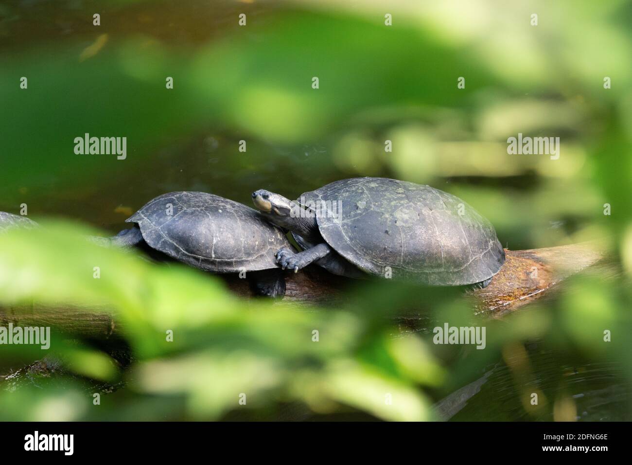 Turtles in tropical forest at Burger Zoo, Netherlands Stock Photo - Alamy