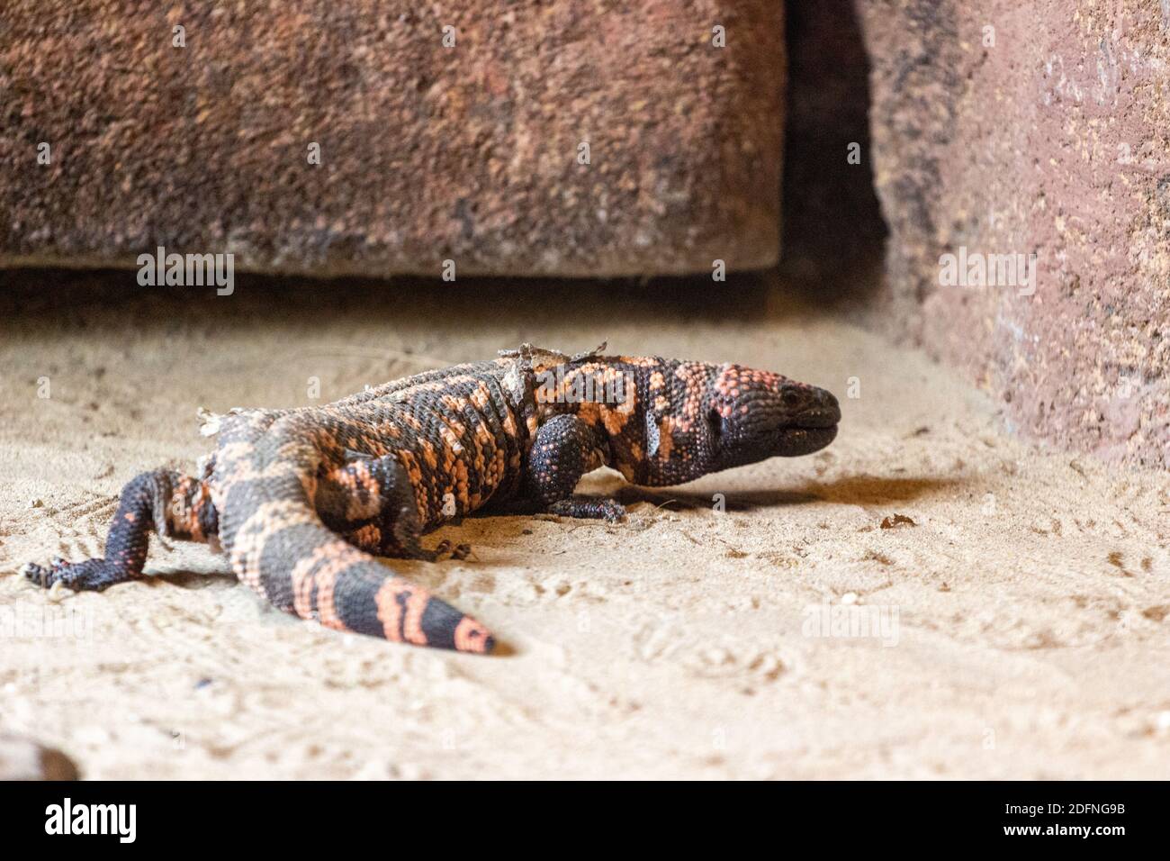 Lizard in desert style area at Burger Zoo,Netherlands Stock Photo - Alamy