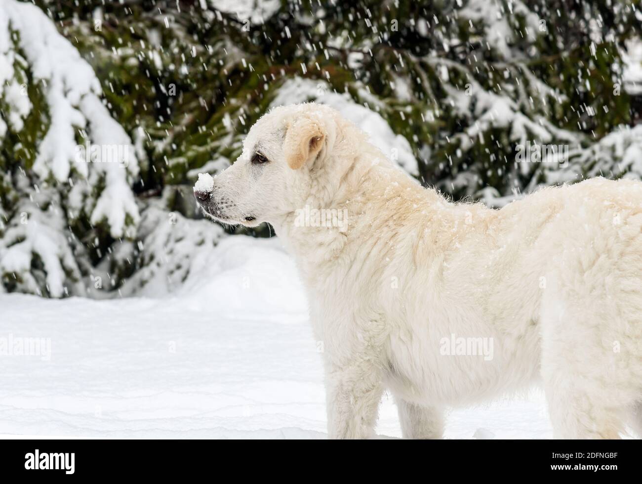 Cute white puppy dog in the snow under the snowfall Stock Photo - Alamy