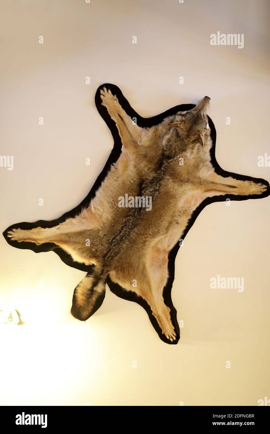 Skin hanging on wall old hi-res stock photography and images - Alamy