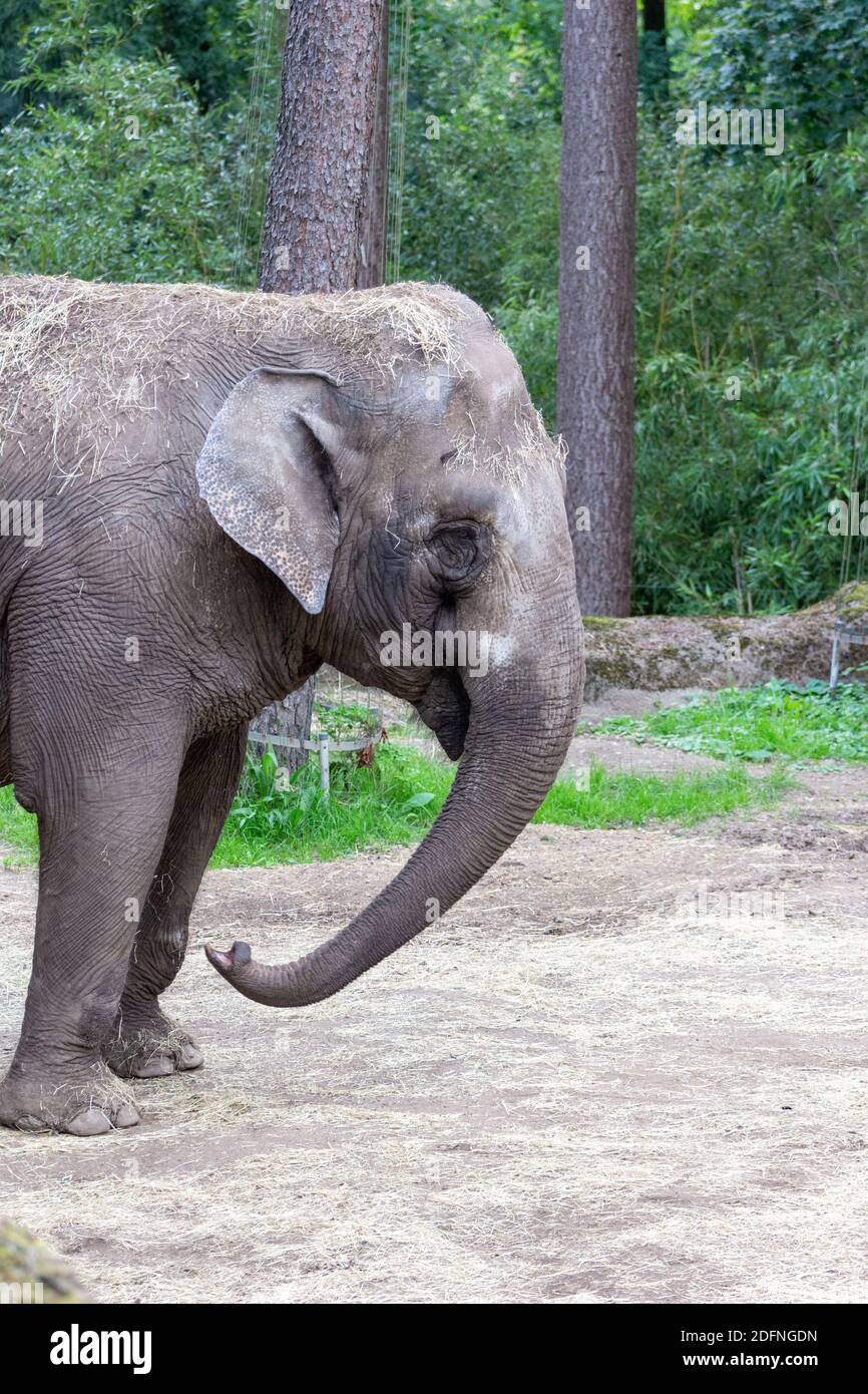 Elephant in Burger Zoo ,Netherlands Stock Photo - Alamy