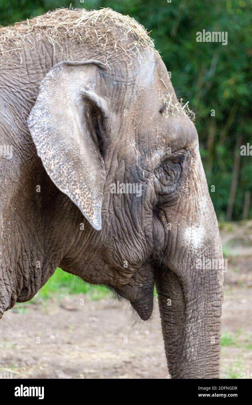 Elephant in Burger Zoo ,Netherlands Stock Photo - Alamy