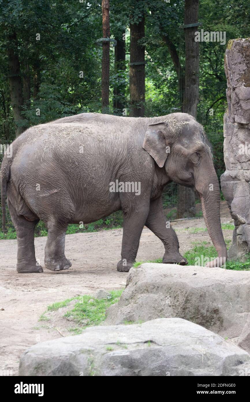 Elephant in Burger Zoo ,Netherlands Stock Photo - Alamy