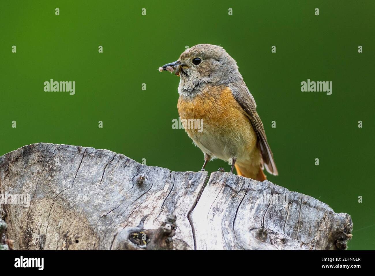 Gartenrotschwanz (Phoenicurus phoenicurus) Weibchen Stock Photo - Alamy