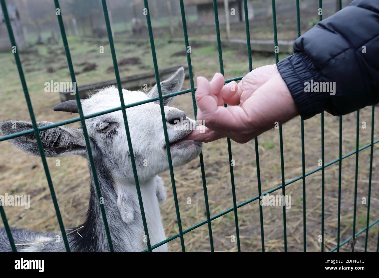 Goat biting finger of tourist on farm Stock Photo - Alamy
