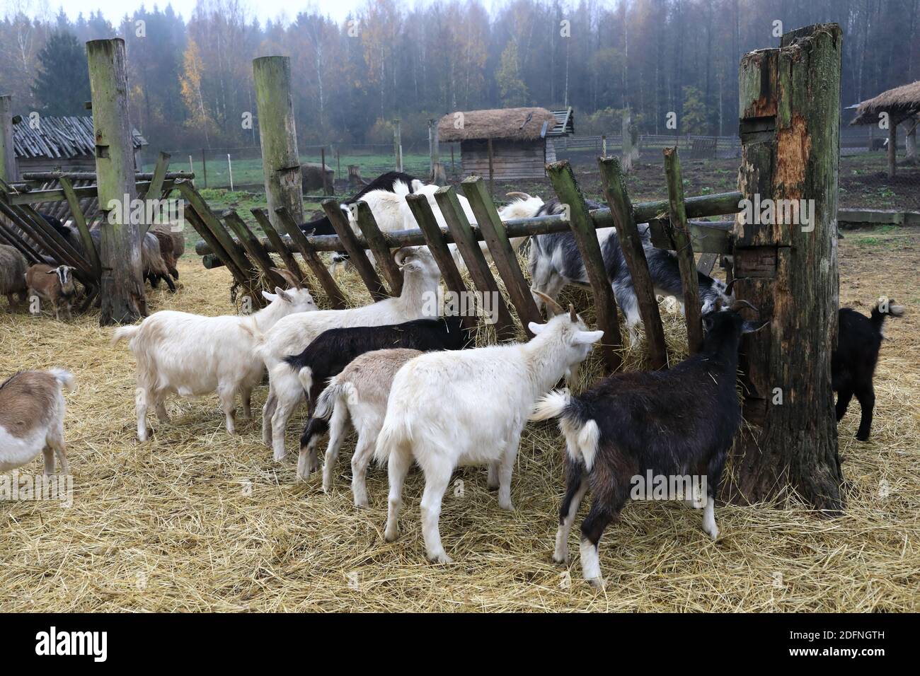 Goat goats farm livestock animal barnyard country rural hi-res stock ...