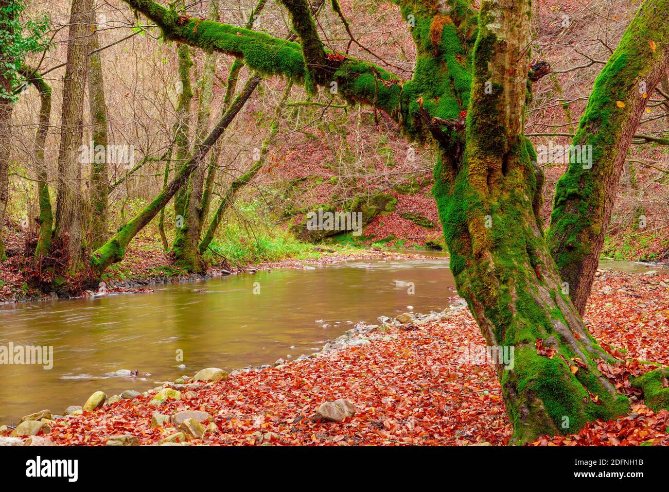 Big tea tree hi-res stock photography and images - Alamy