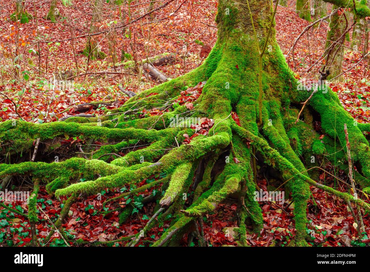 The roots of a large tree covered with moss Stock Photo - Alamy