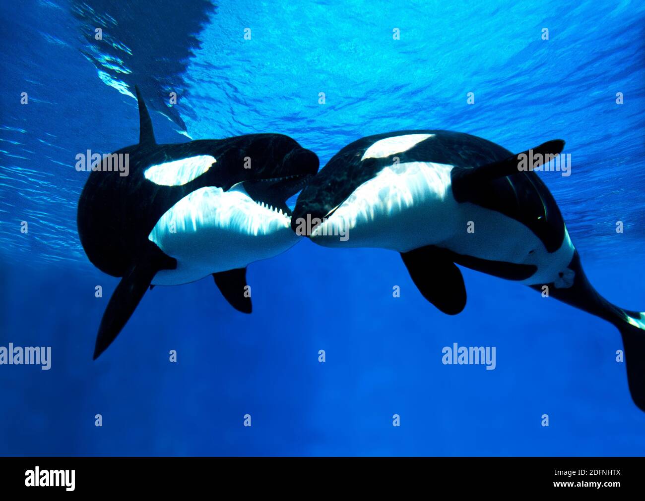 Killer Whale, orcinus orca, Adults Stock Photo - Alamy