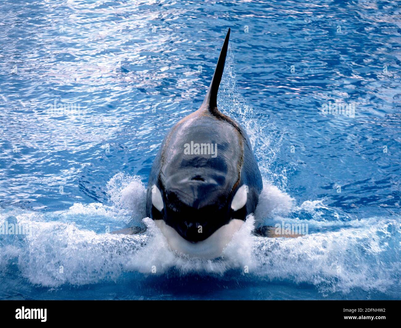 Full view of killer whale hi-res stock photography and images - Alamy