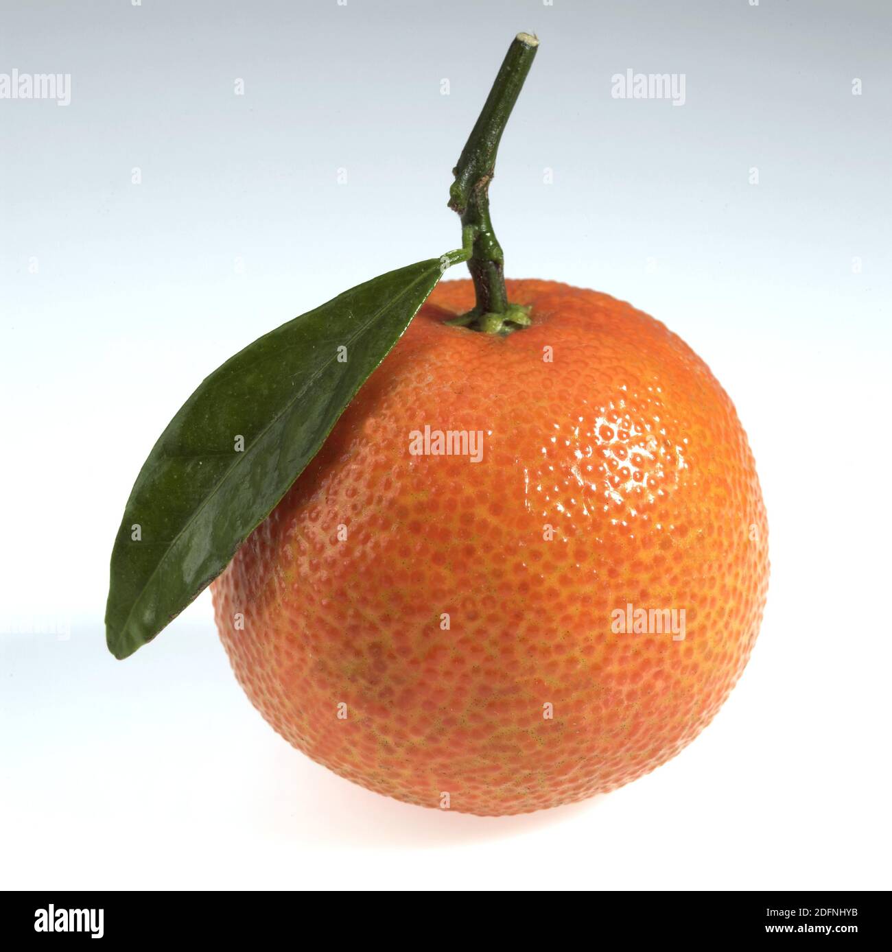 Clementine, citrus reticulata, Fruit against White Background Stock ...