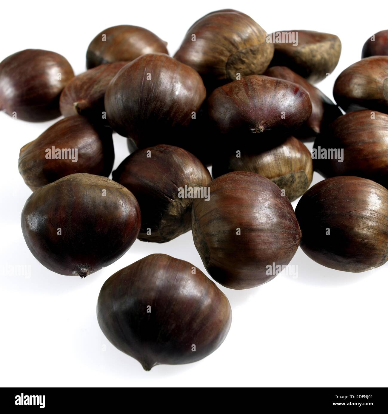 Chestnuts, castanea sativa, Fruits against White Background Stock Photo ...