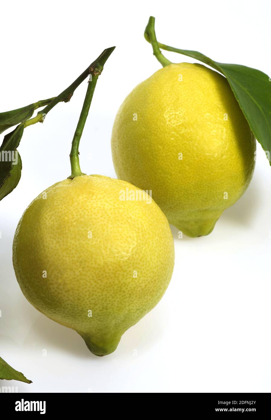 Yellow Lemon, citrus limonum, Fruit against White Background Stock ...