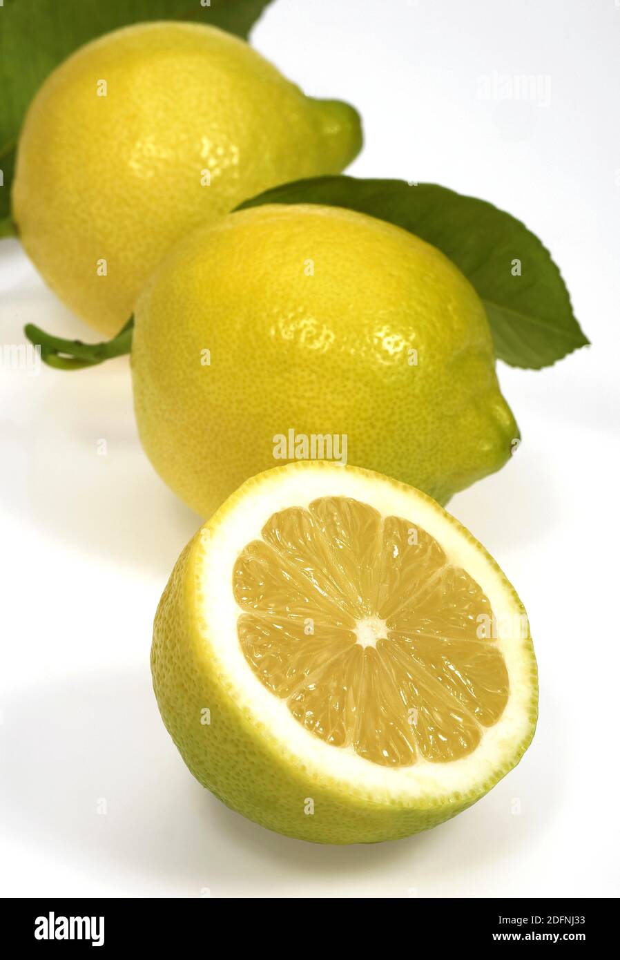 Yellow Lemon, citrus limonum, Fruit against White Background Stock ...