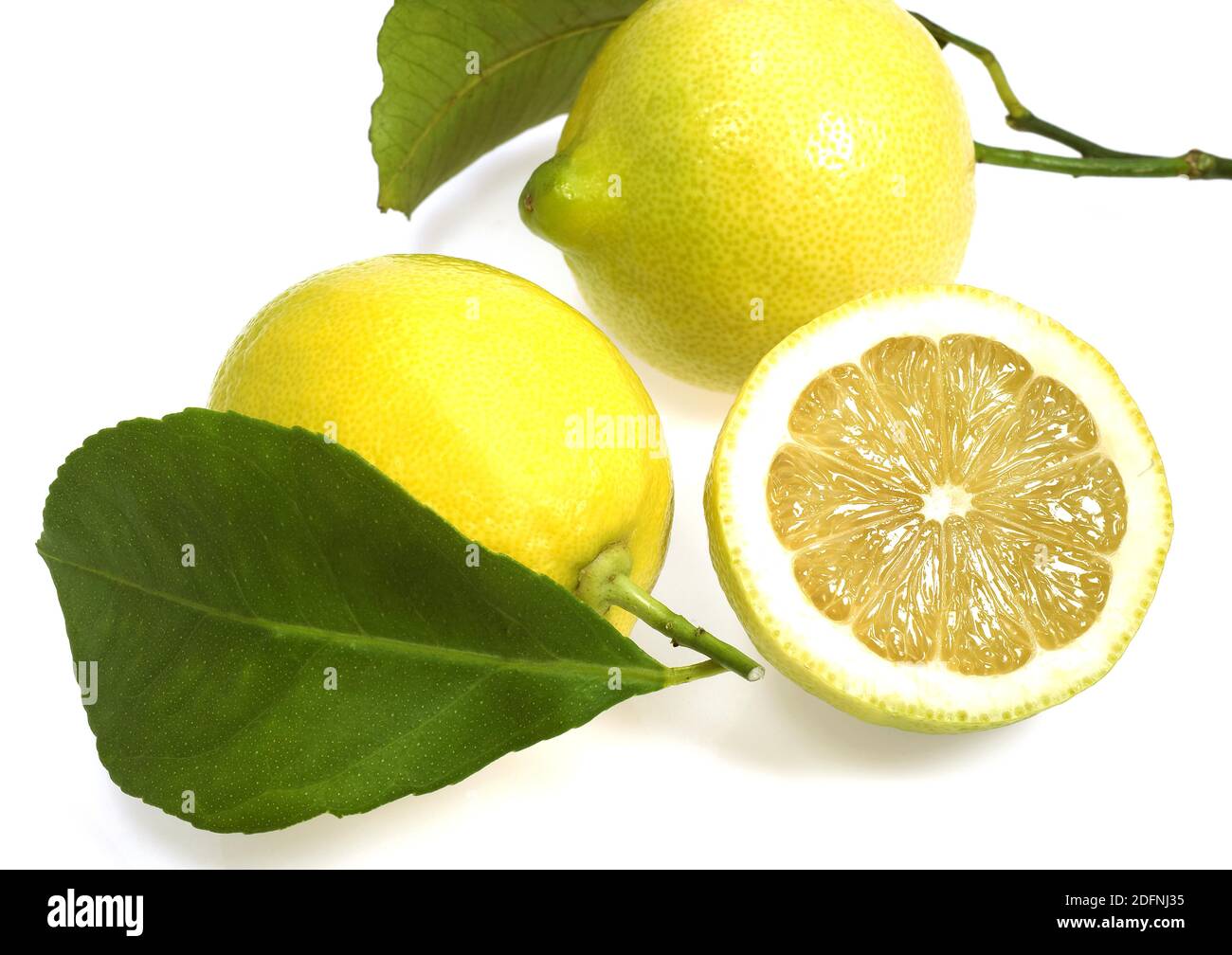 Yellow Lemon, citrus limonum, Fruit against White Background Stock ...