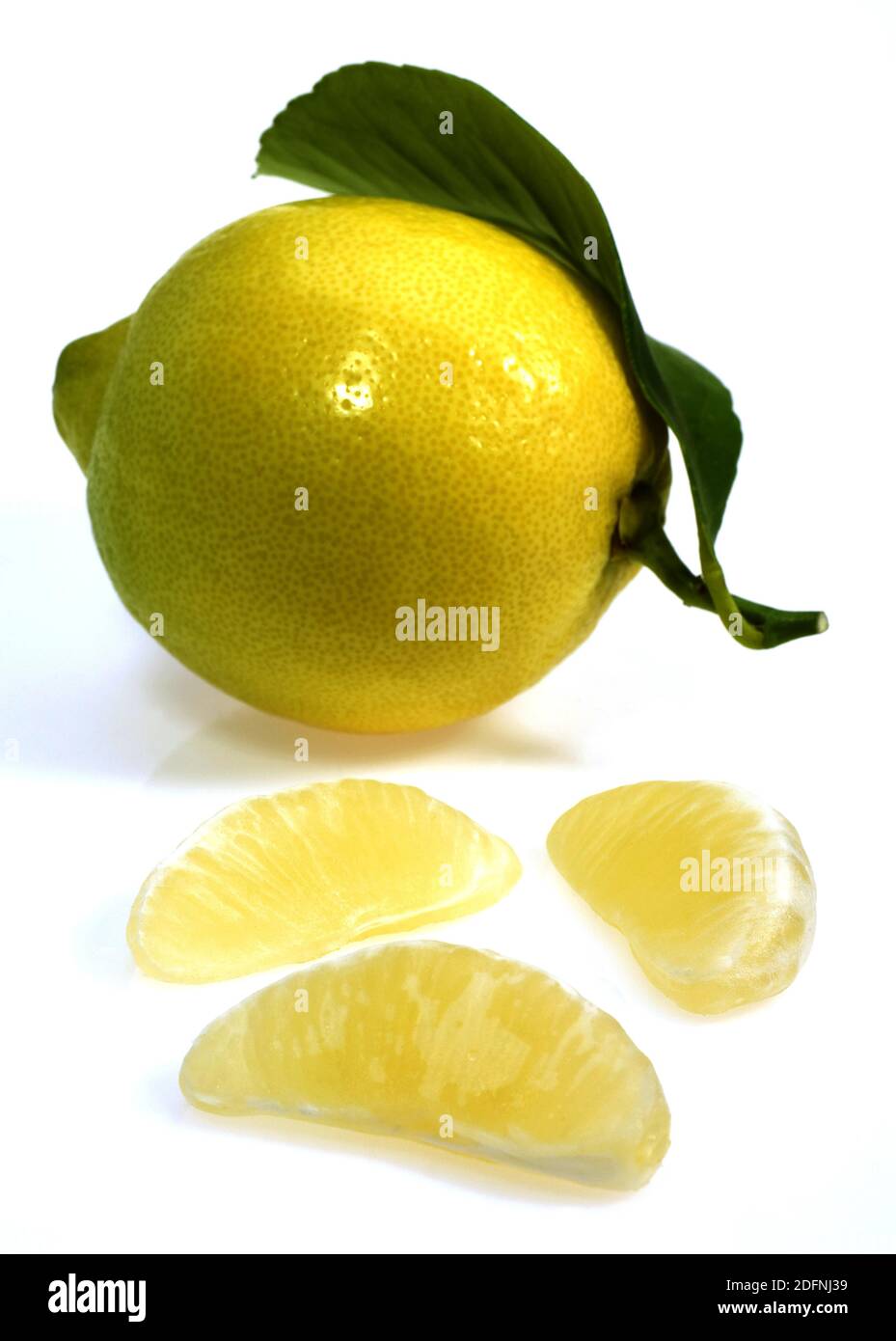 Yellow Lemon, citrus limonum, Fruit against White Background Stock ...