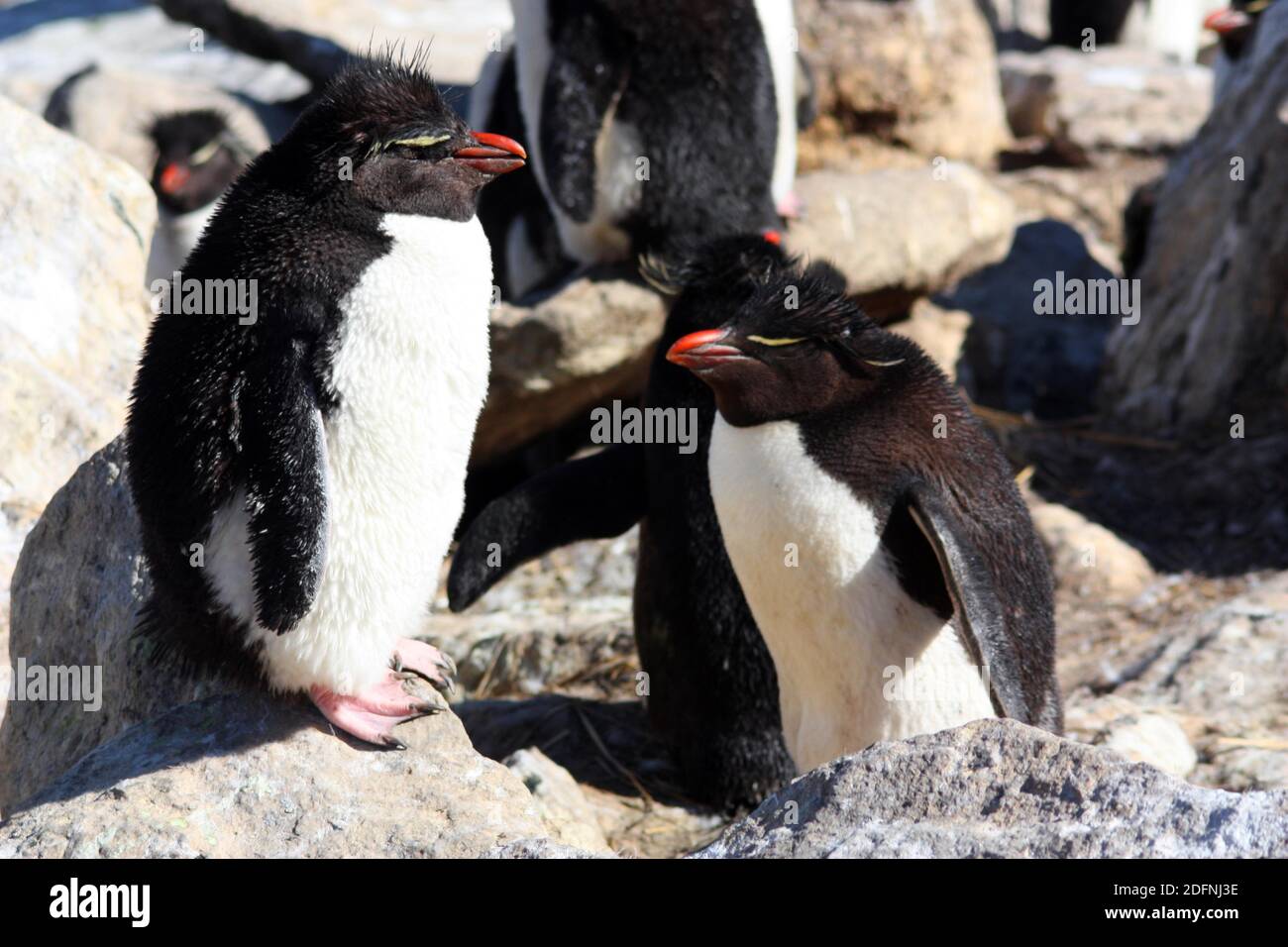 Rockhopper penguins colony West Point, Falkland Islands, Malvinas Stock ...