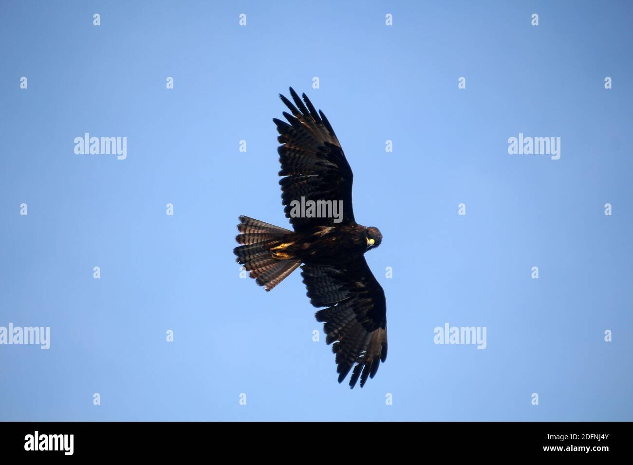 Galapagos hawk in flight hi-res stock photography and images - Alamy