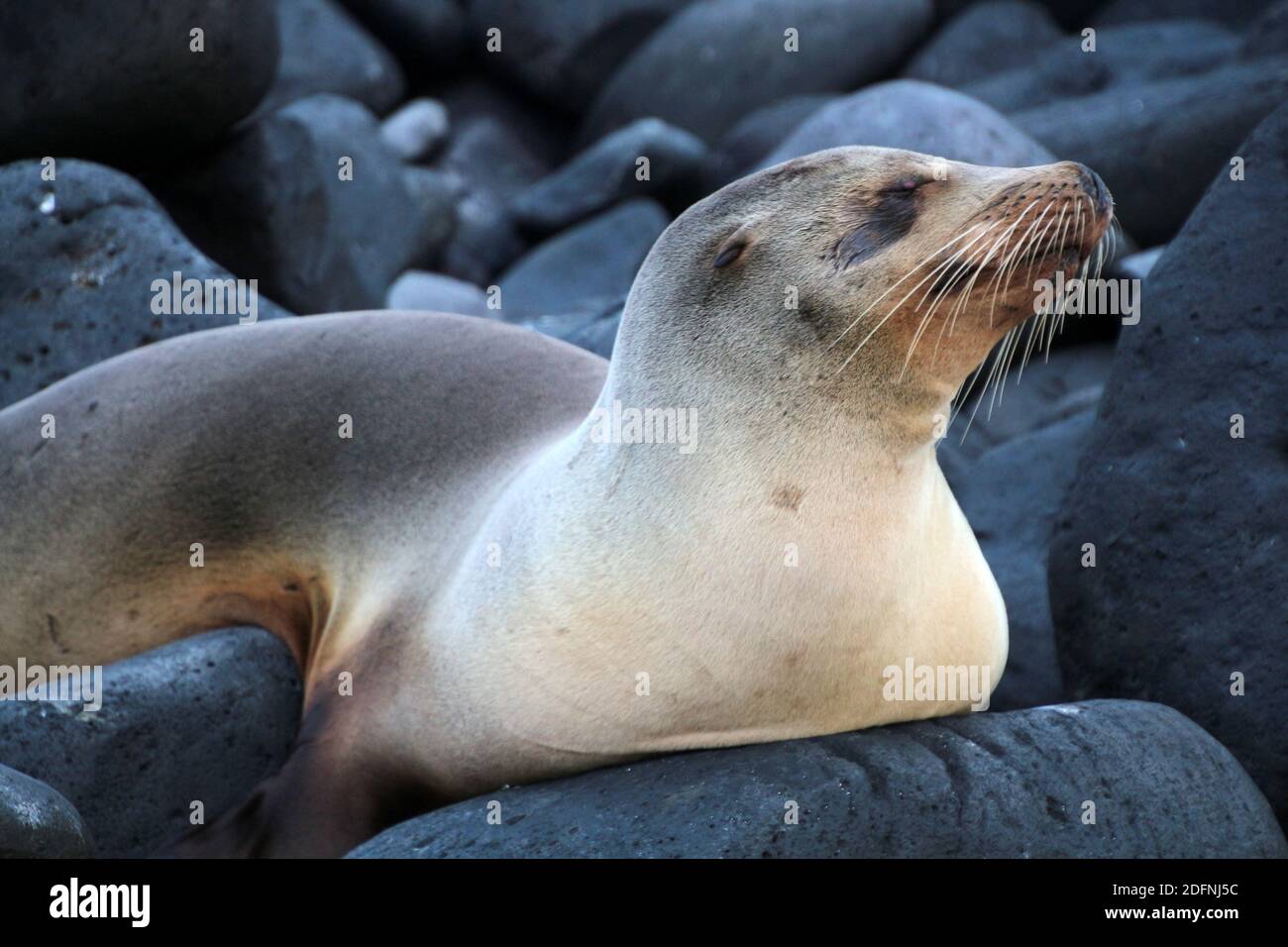 Galapagos sea lion on Galapagos Stock Photo - Alamy