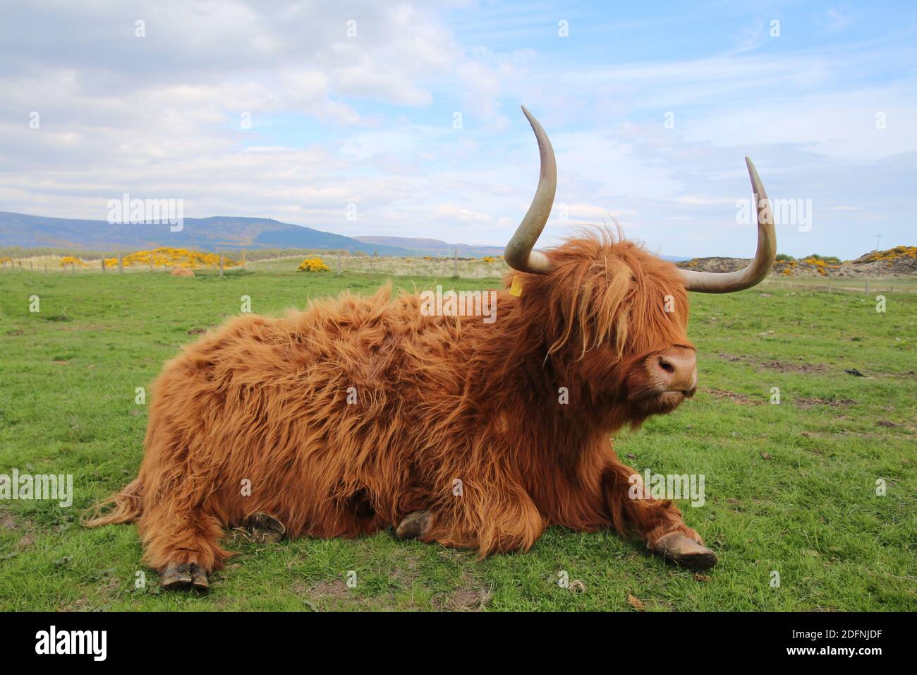 Beef Cow Orkney Cattle High Resolution Stock Photography and Images - Alamy