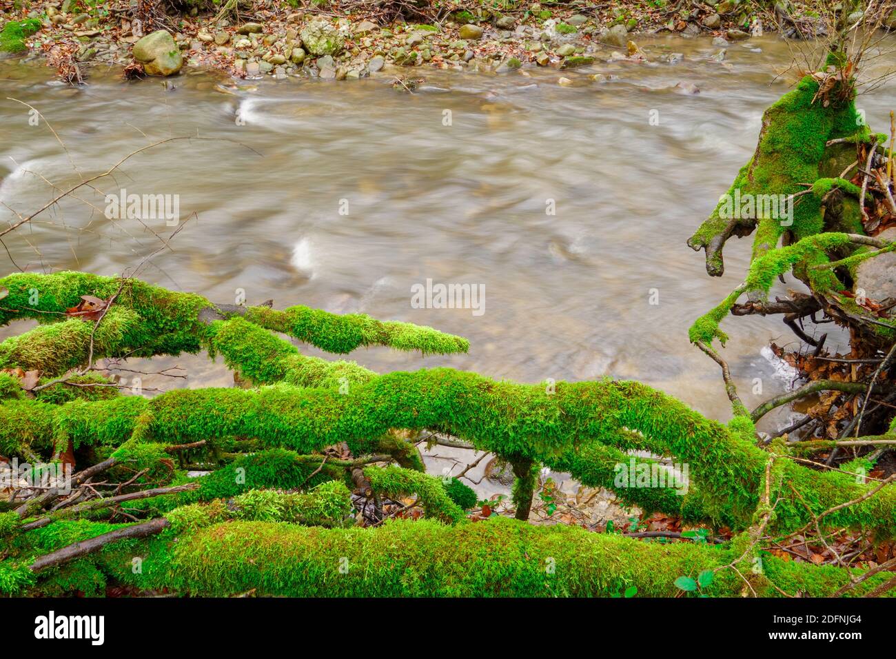 The root system of a dead tree covered with moss on the bank of a ...