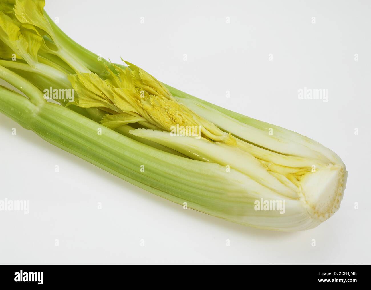 Celery, apium graveolens dulce, Vegetable against White Background ...