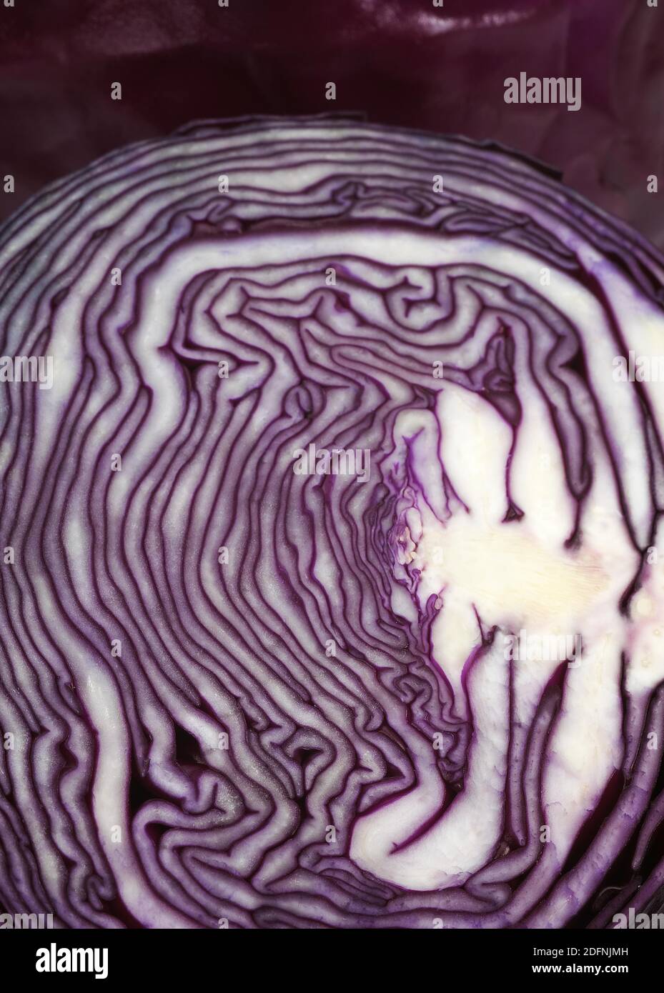 Red Cabbage, brassica oleracea, Cut Vegetable Stock Photo - Alamy