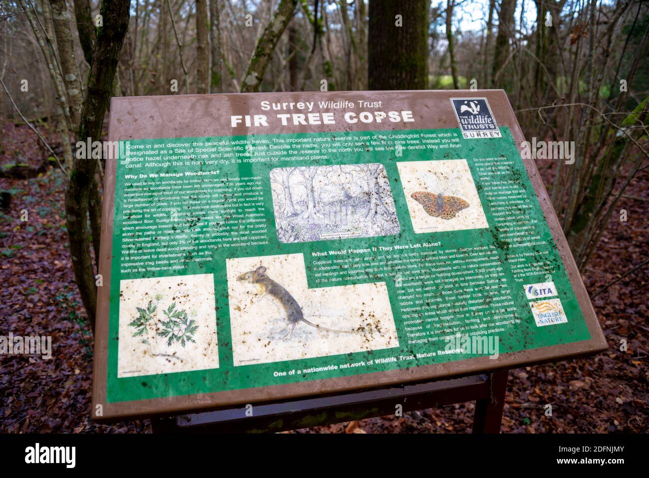 Part of the Wey South Path public footpath through Fir Tree Copse ...