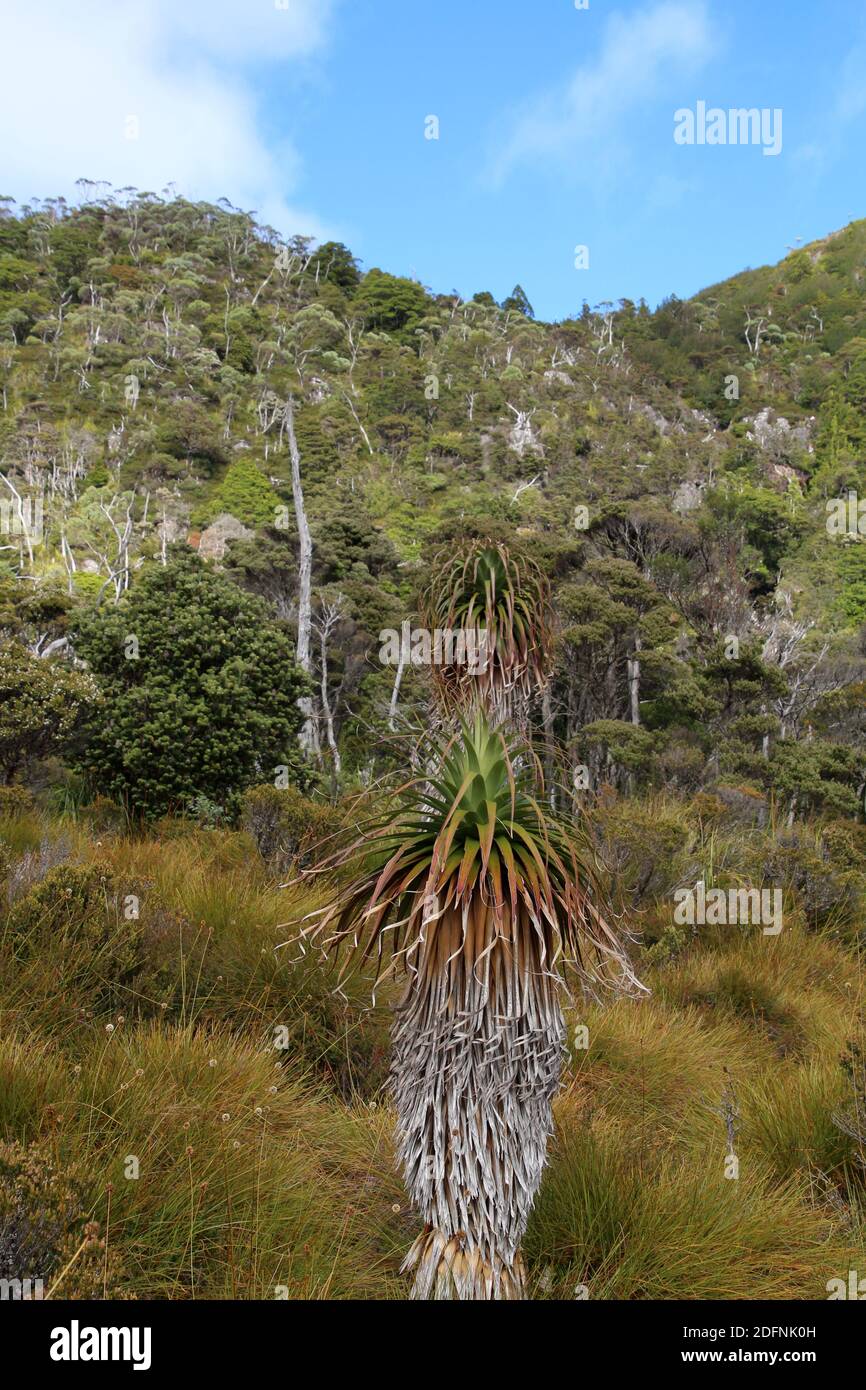 Giant grass tree hi-res stock photography and images - Alamy