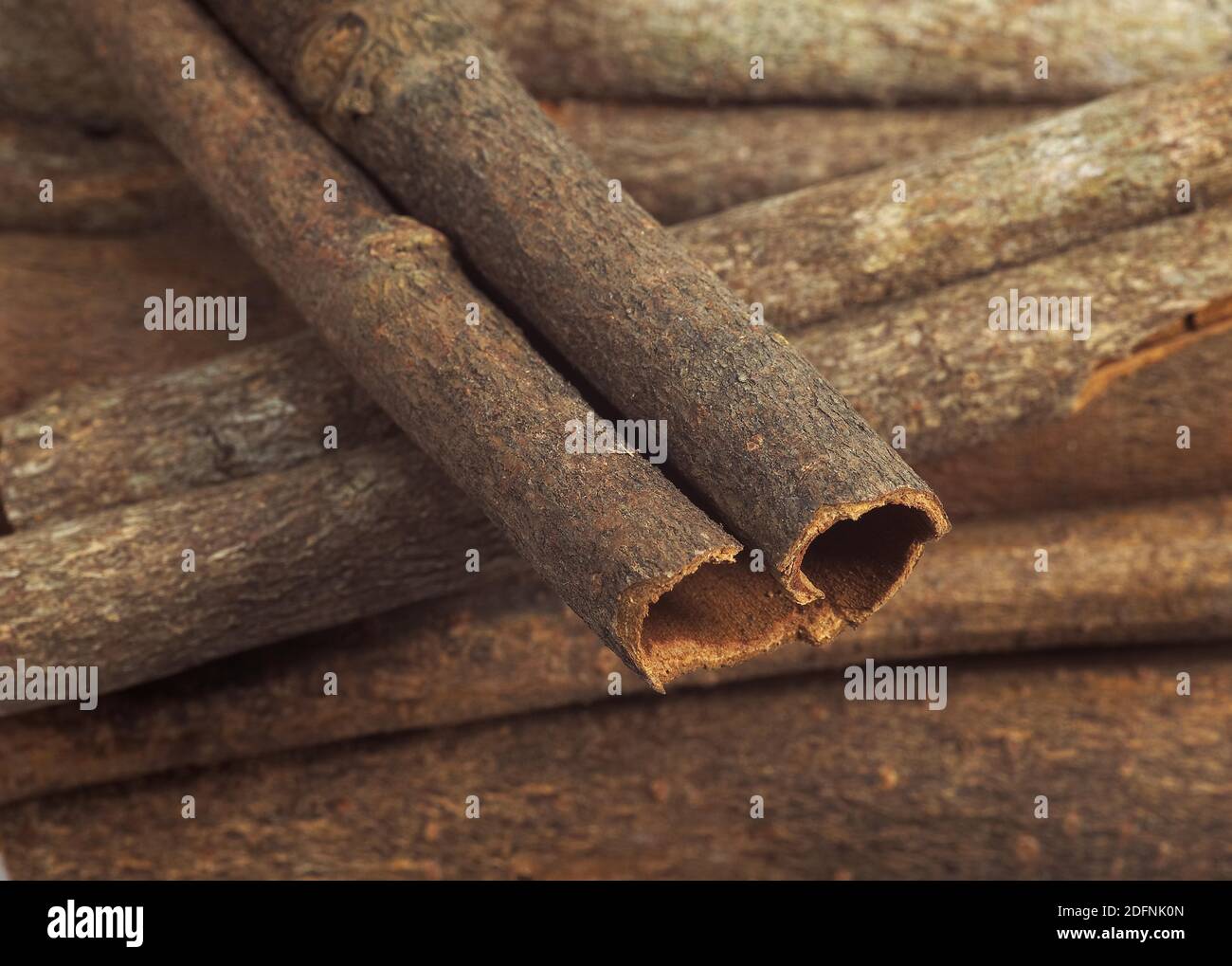 Chinese Cinnamon or Cassia Cinnamon, cinnamomum aromaticum Stock Photo ...