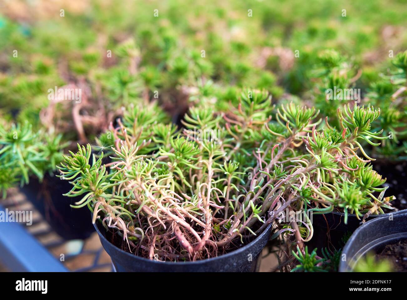 Sedum is a large genus of flowering plants in the family Crassulaceae ...