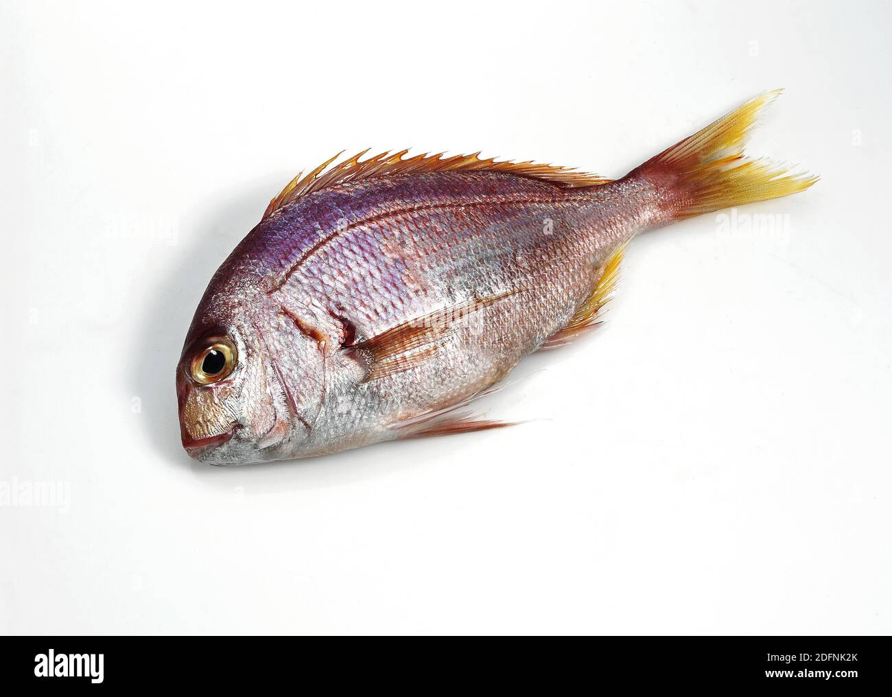 Red Sea Bream, pagellus bogaraveo, Fresh Fish against White Background ...