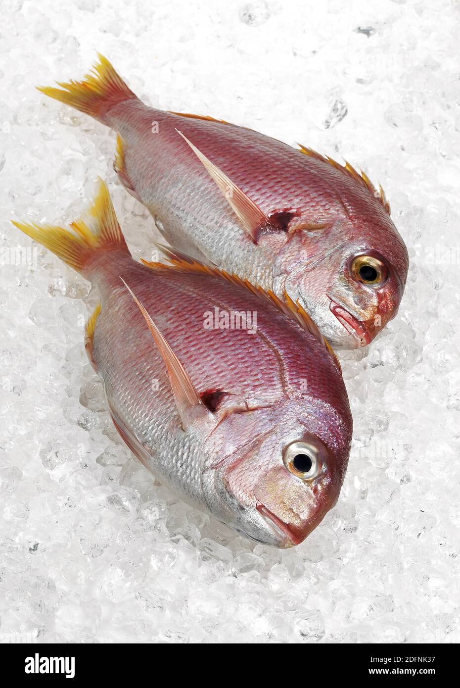 Red Sea Bream, pagellus bogaraveo, Fresh Fish on Ice Stock Photo - Alamy