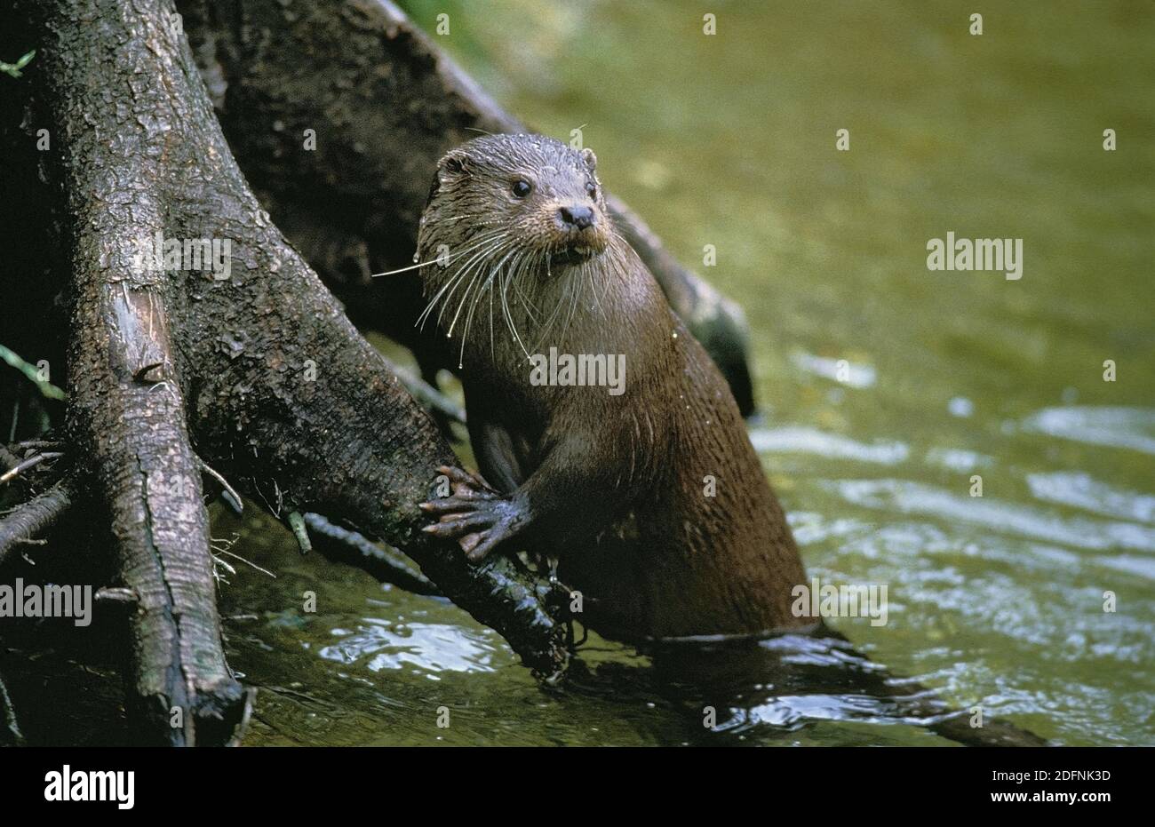 European Otter, lutra lutra, Adult standing in Water Stock Photo - Alamy
