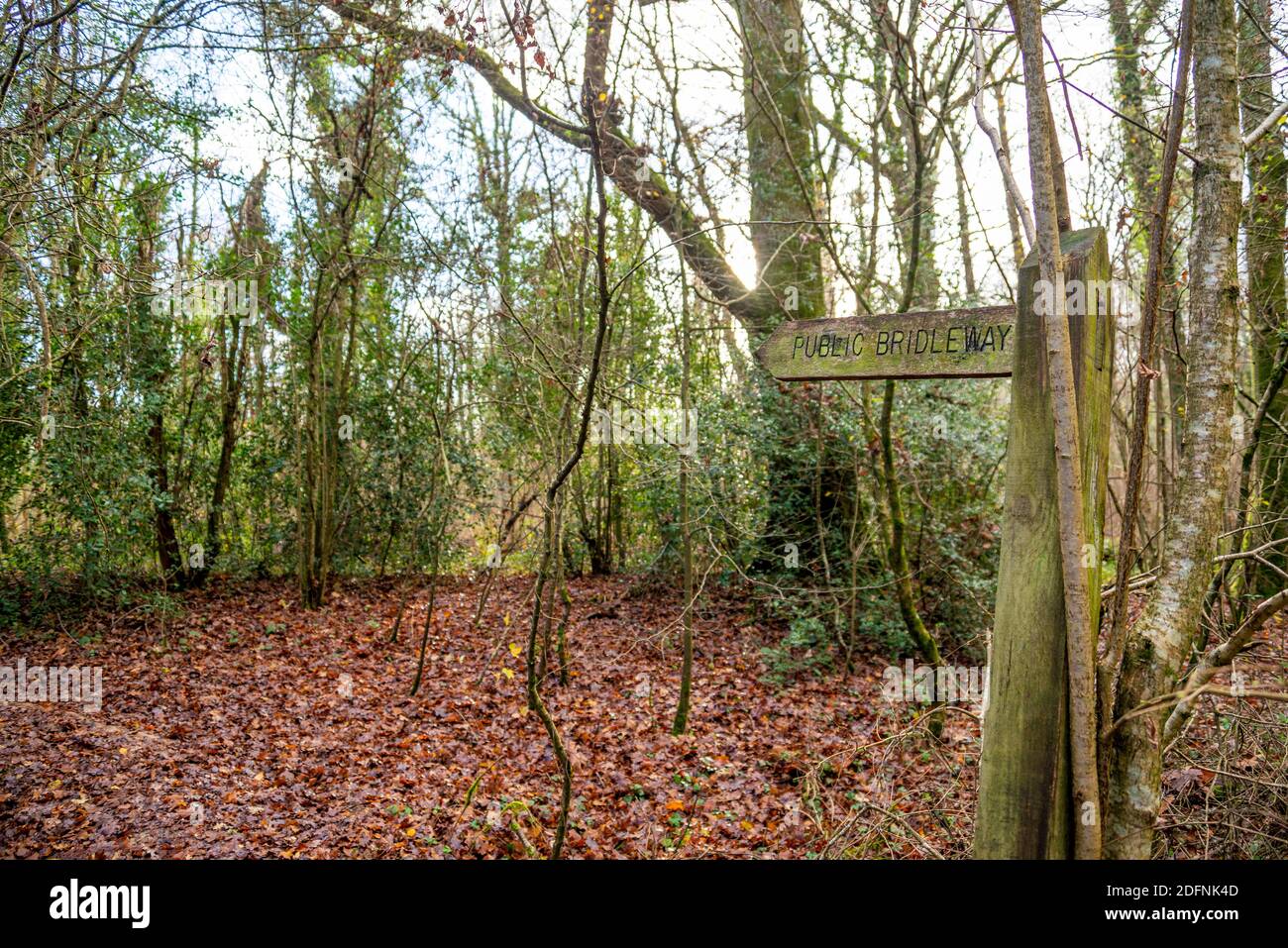 Part of the Wey South Path public footpath through Fir Tree Copse ...