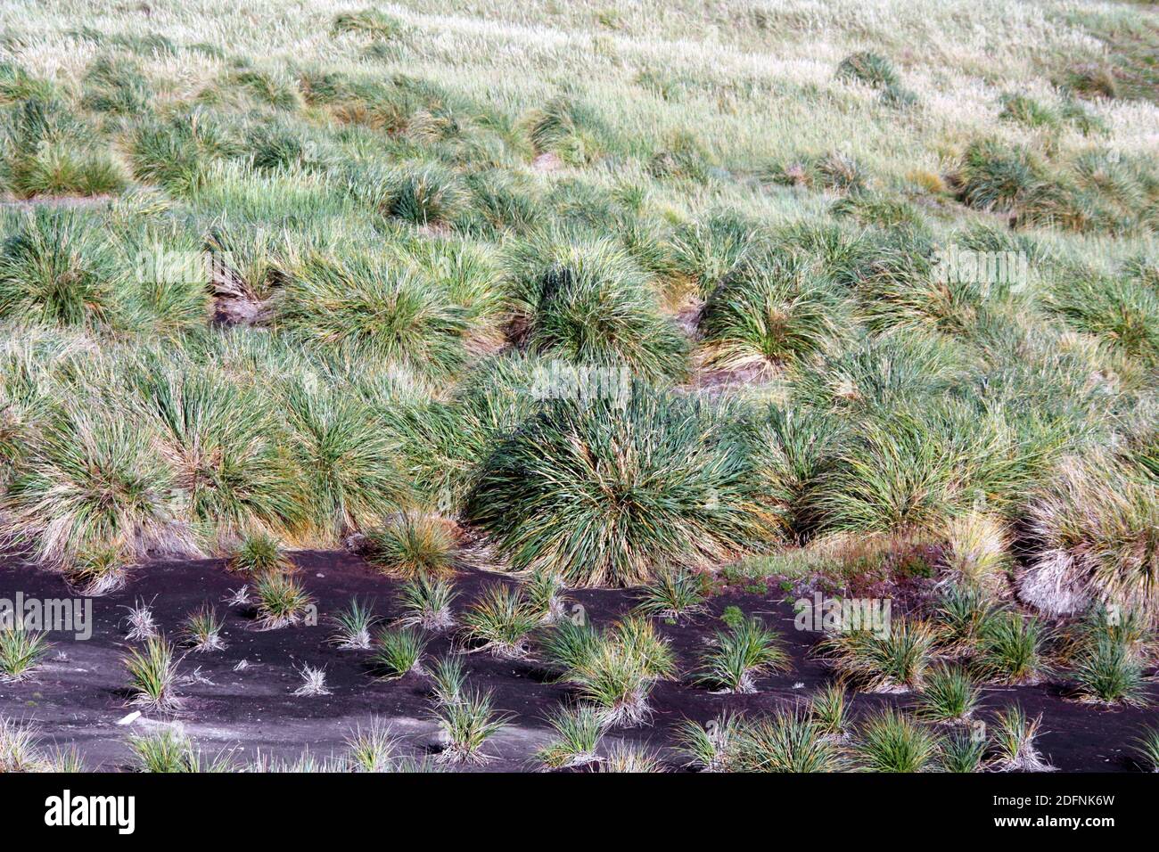 Tussock grassland landscape hi-res stock photography and images - Alamy
