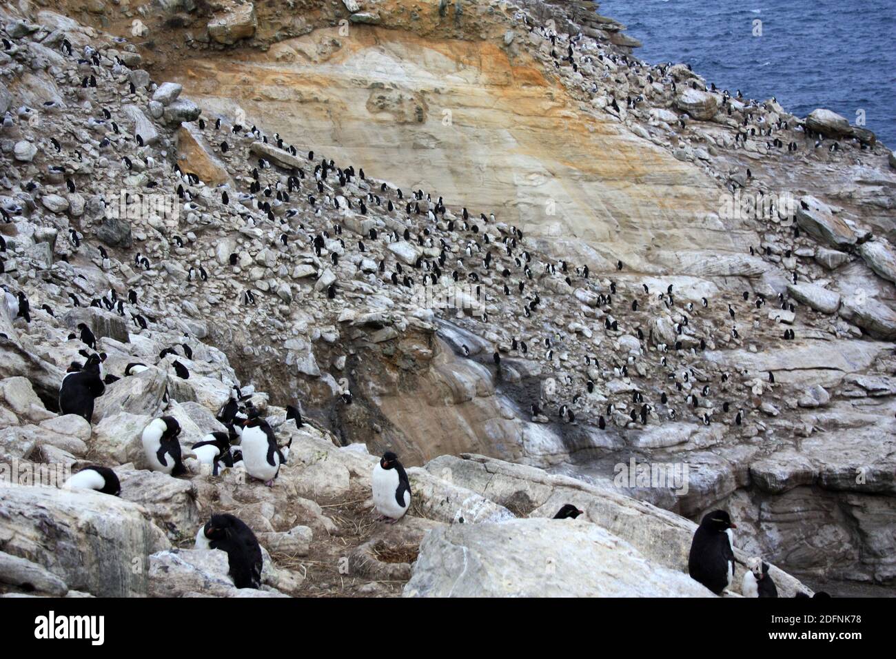 Rockhopper penguins colony West Point, Falkland Islands, Malvinas Stock ...