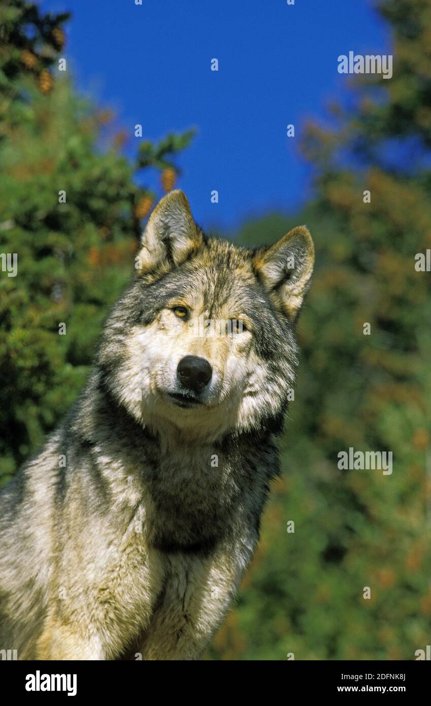 North American Grey Wolf, canis lupus occidentalis, Portrait of Adult ...