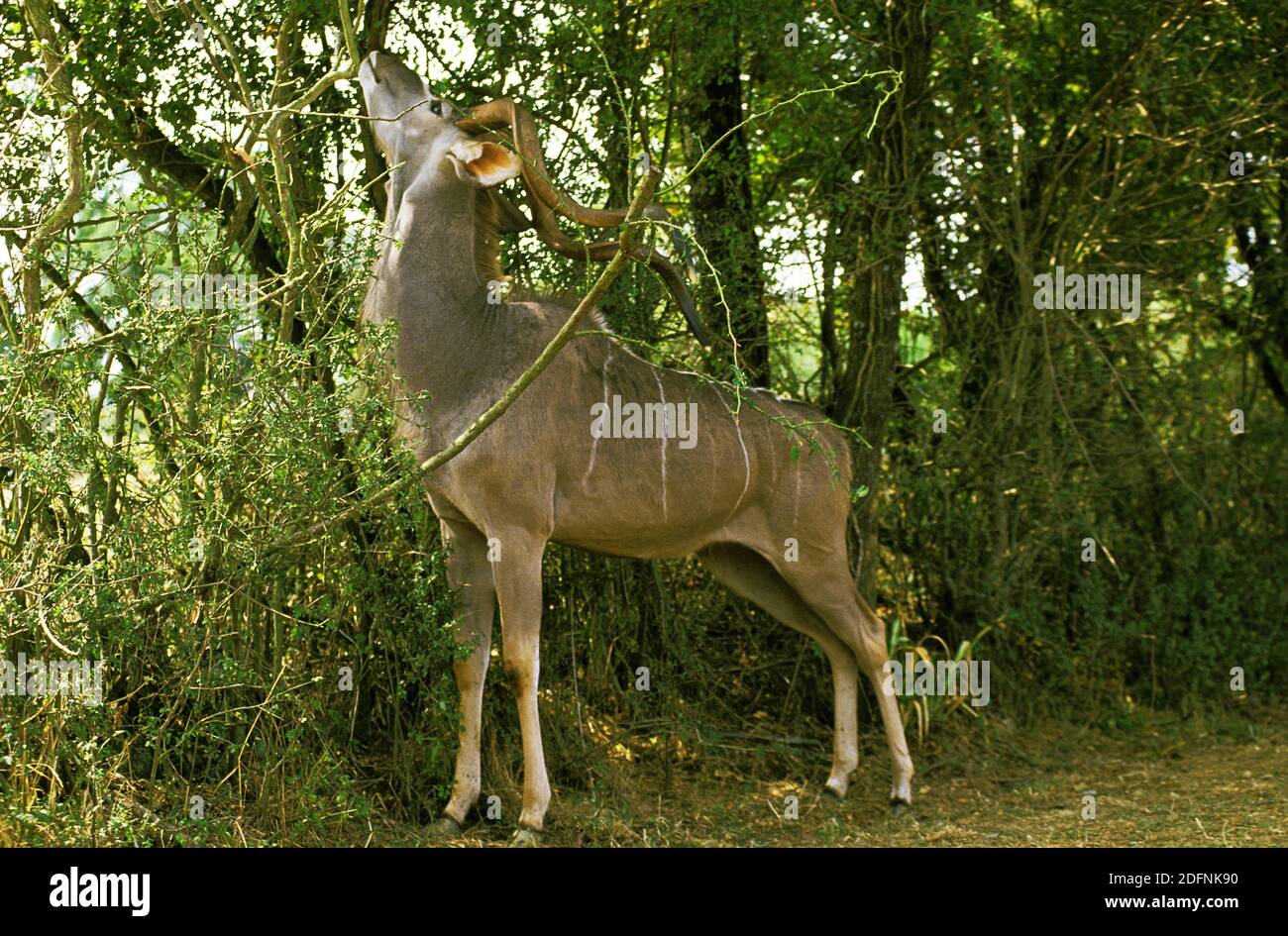 Greater Kudu, tragelaphus strepsiceros, Male Eating Branch in Bush ...