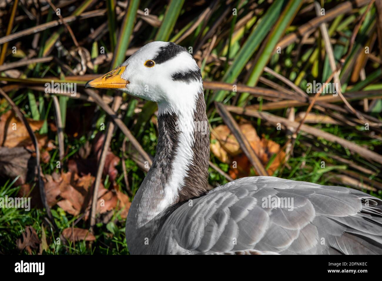 Three quarter profile hi-res stock photography and images - Alamy