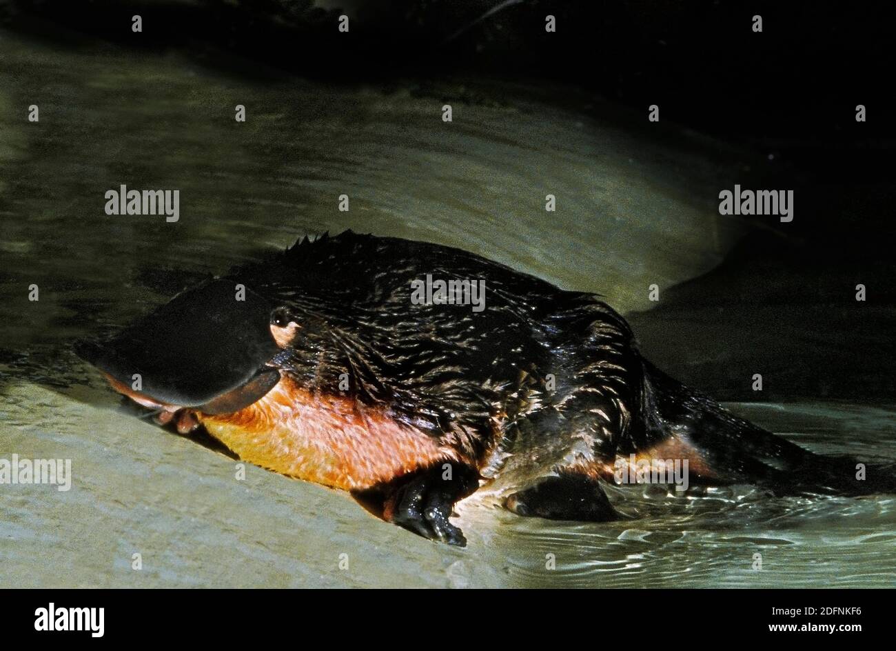 Ornithorhynchus anatinus face hi-res stock photography and images - Alamy