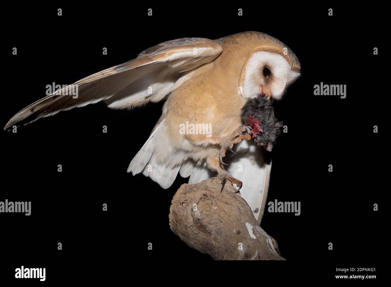 A perfect predator, portrait of Barn owl with mouse in the claw (Tyto ...