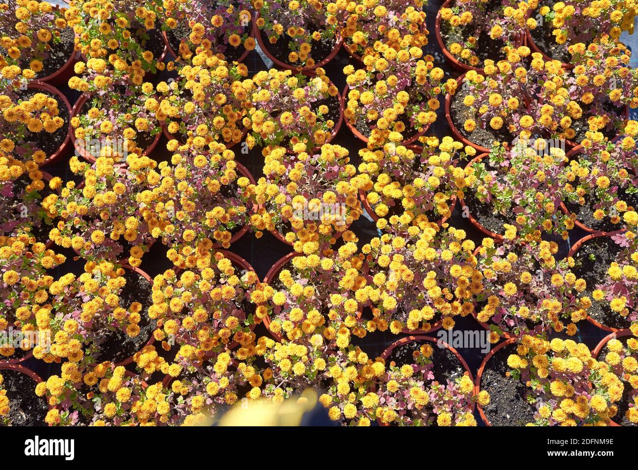 Gold plant pots hi-res stock photography and images - Alamy