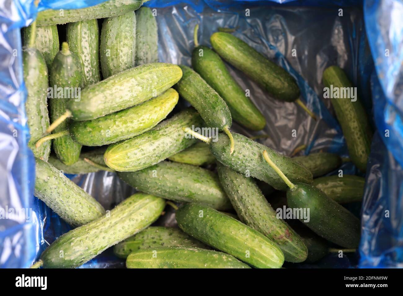 View of cucumber in box on the market Stock Photo - Alamy