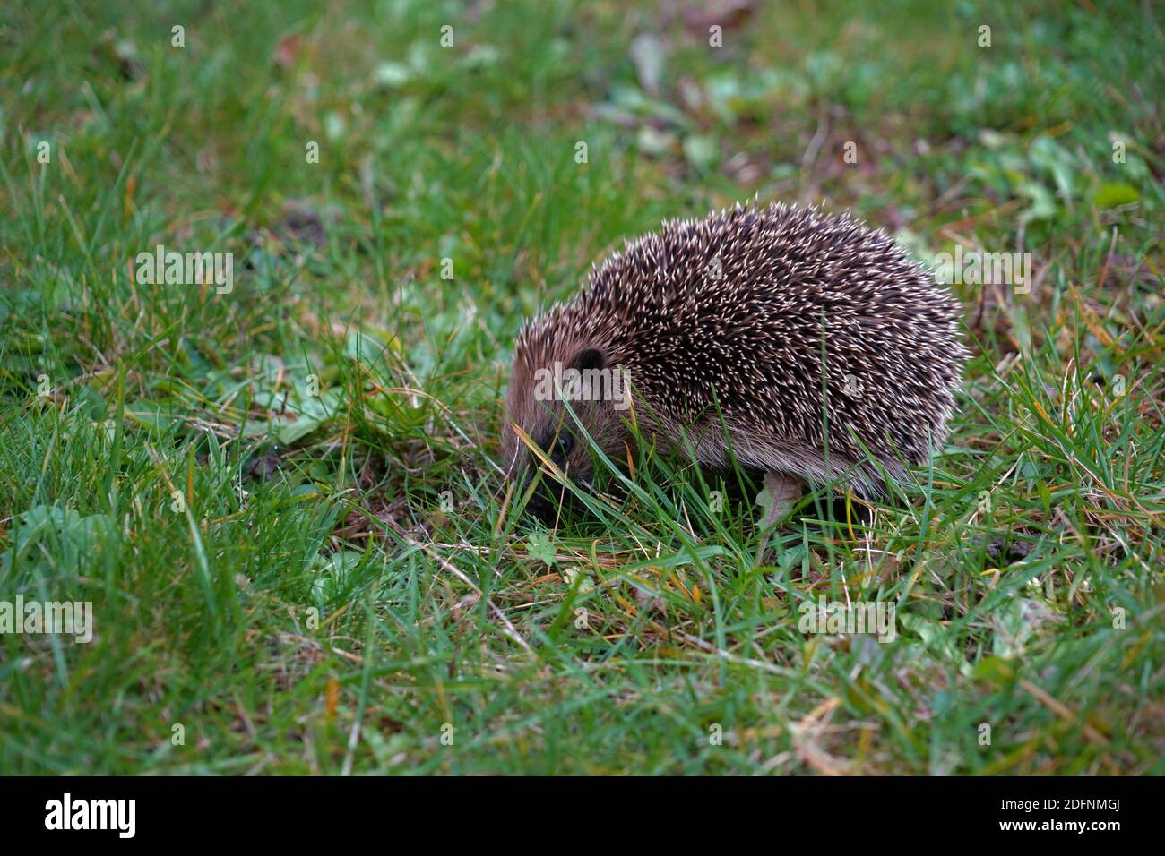 European hedgehog, in Latin called Erinaceus europaeus, in lateral view ...