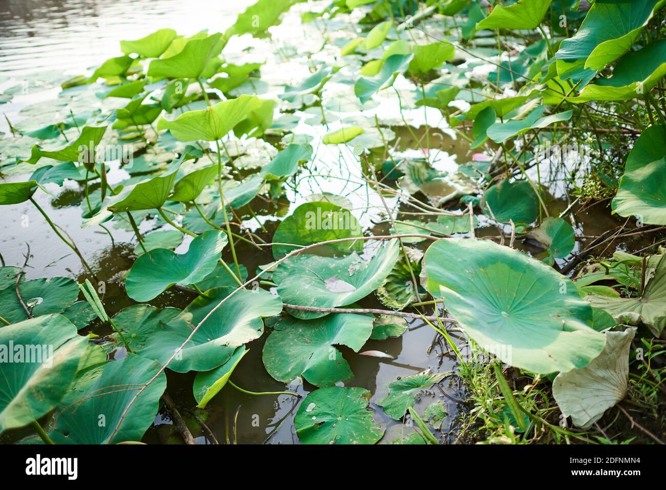 Kutum hi-res stock photography and images - Alamy