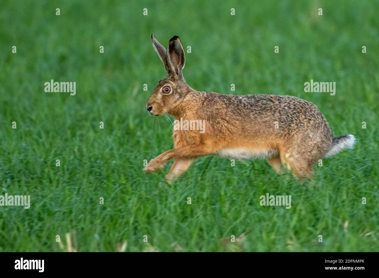 Feldhase (Lepus europaeus Stock Photo - Alamy